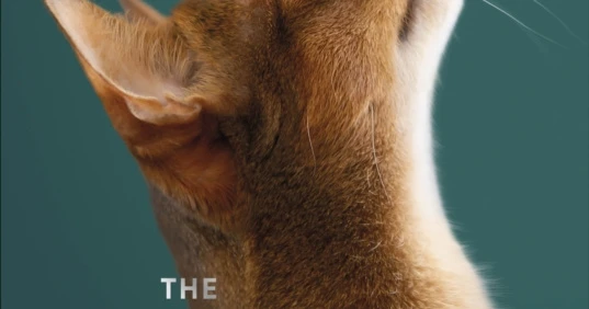 The Cat Encyclopedia : The Definitive Visual Guide